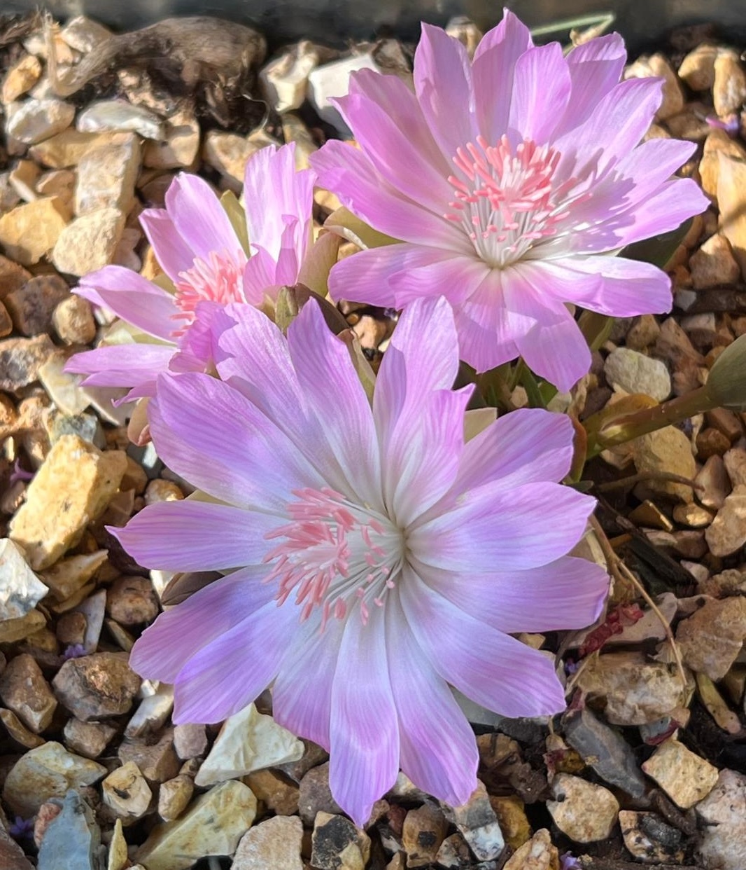 Ethnobotany: Exploring the Ancient Relationship Between People and ...